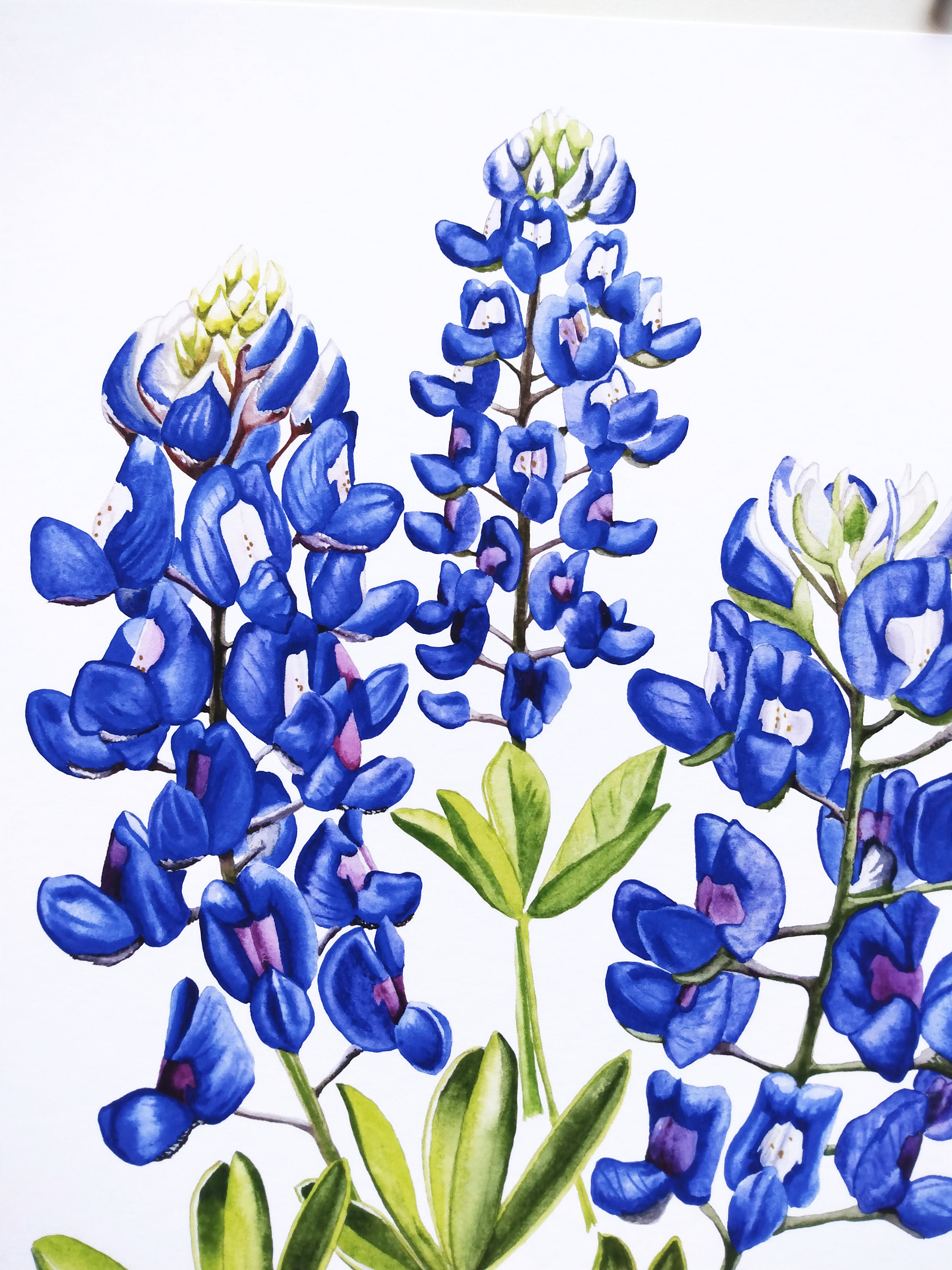 Texas Bluebonnet Watercolor Print. Bluebonnet Meadow. Native Wildflower ...