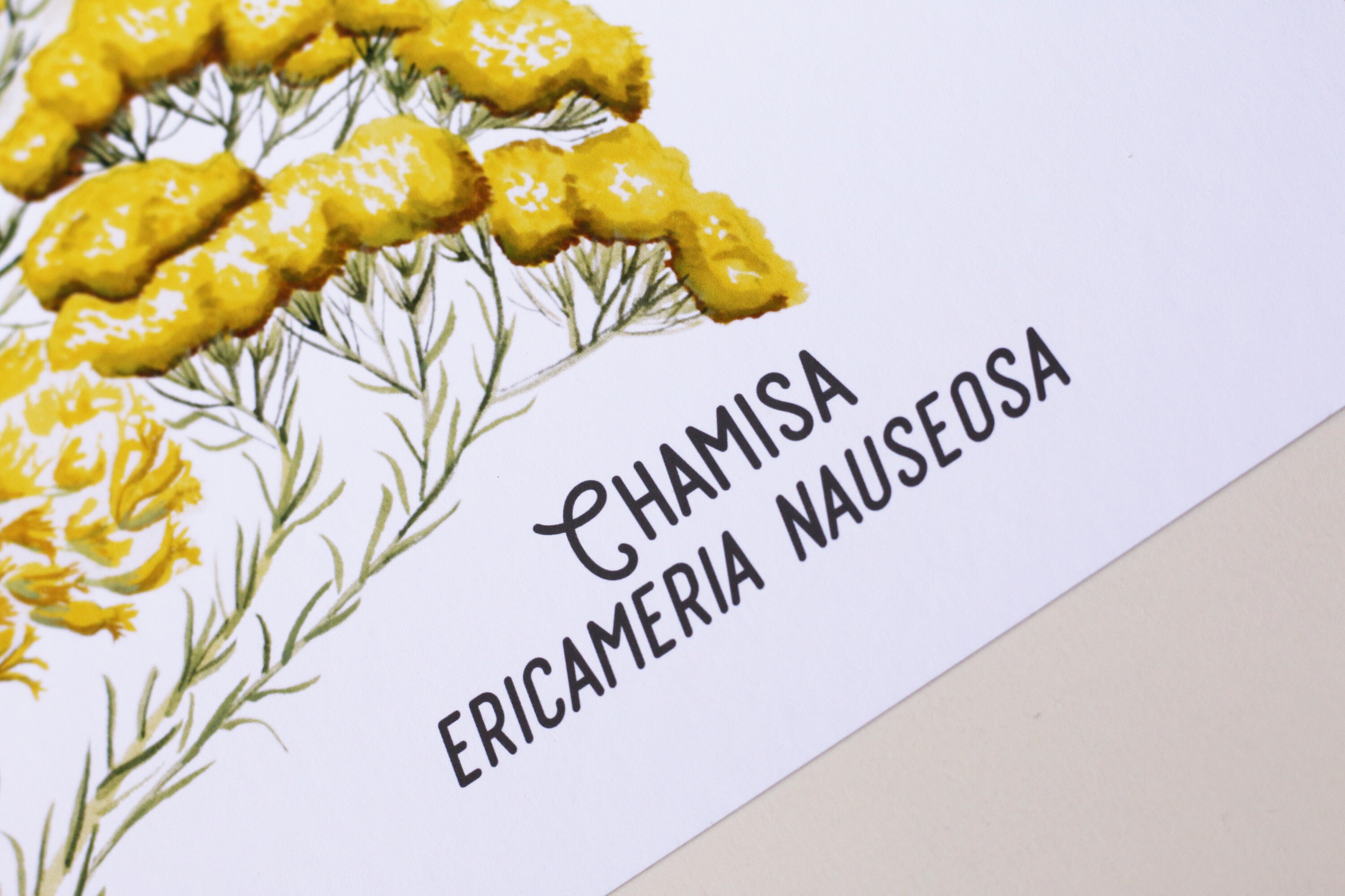 Chamisa Native Wildflower Watercolor Print. Northwest-southwest-rocky ...