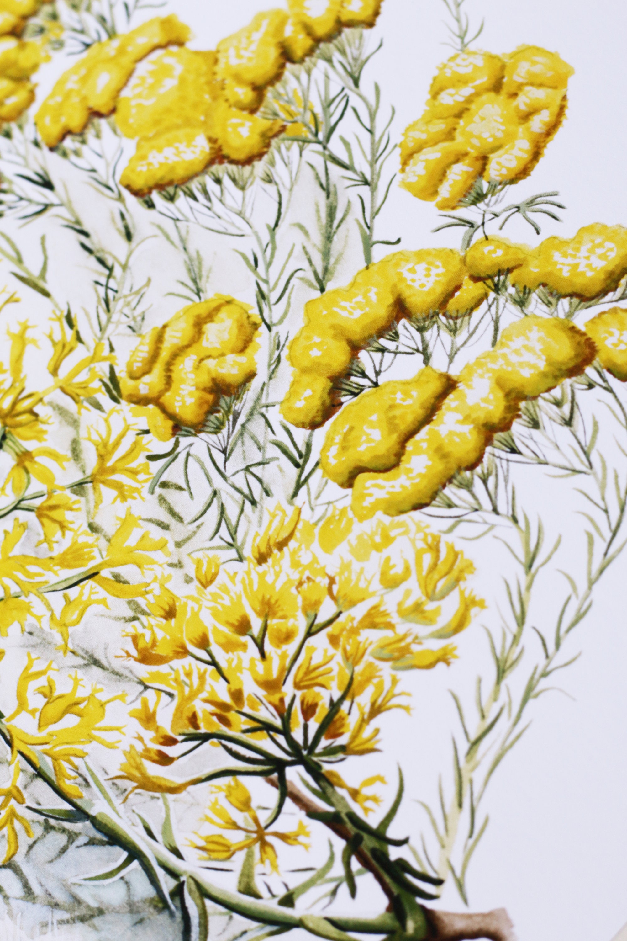 Chamisa Native Wildflower Watercolor Print. Northwest-southwest-rocky ...