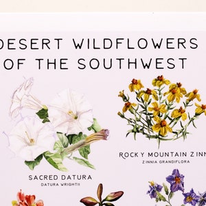 Desert Wildflower Poster | 13x19 Inch | Wall Art | Wildflower Botanical ...