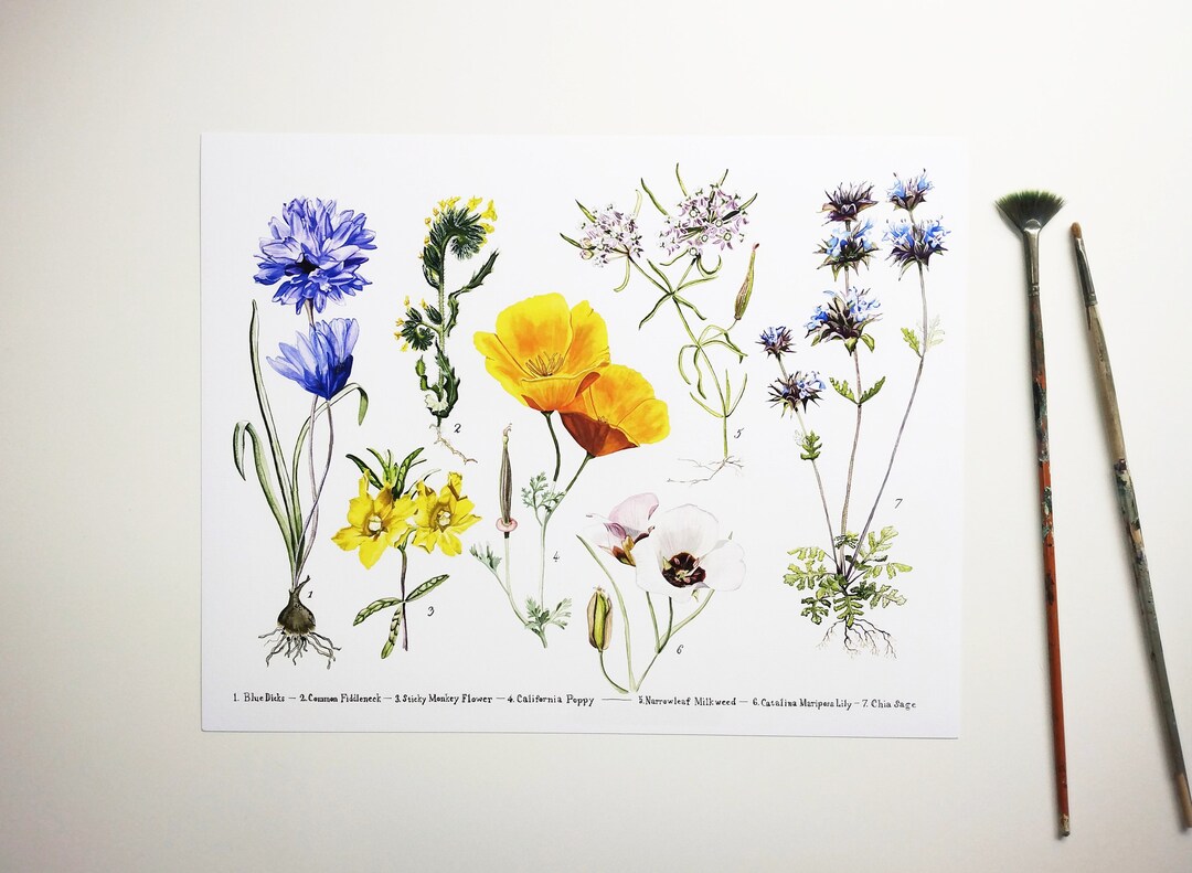 California Native Wildflower Species Vintage Style Botanical Chart ...