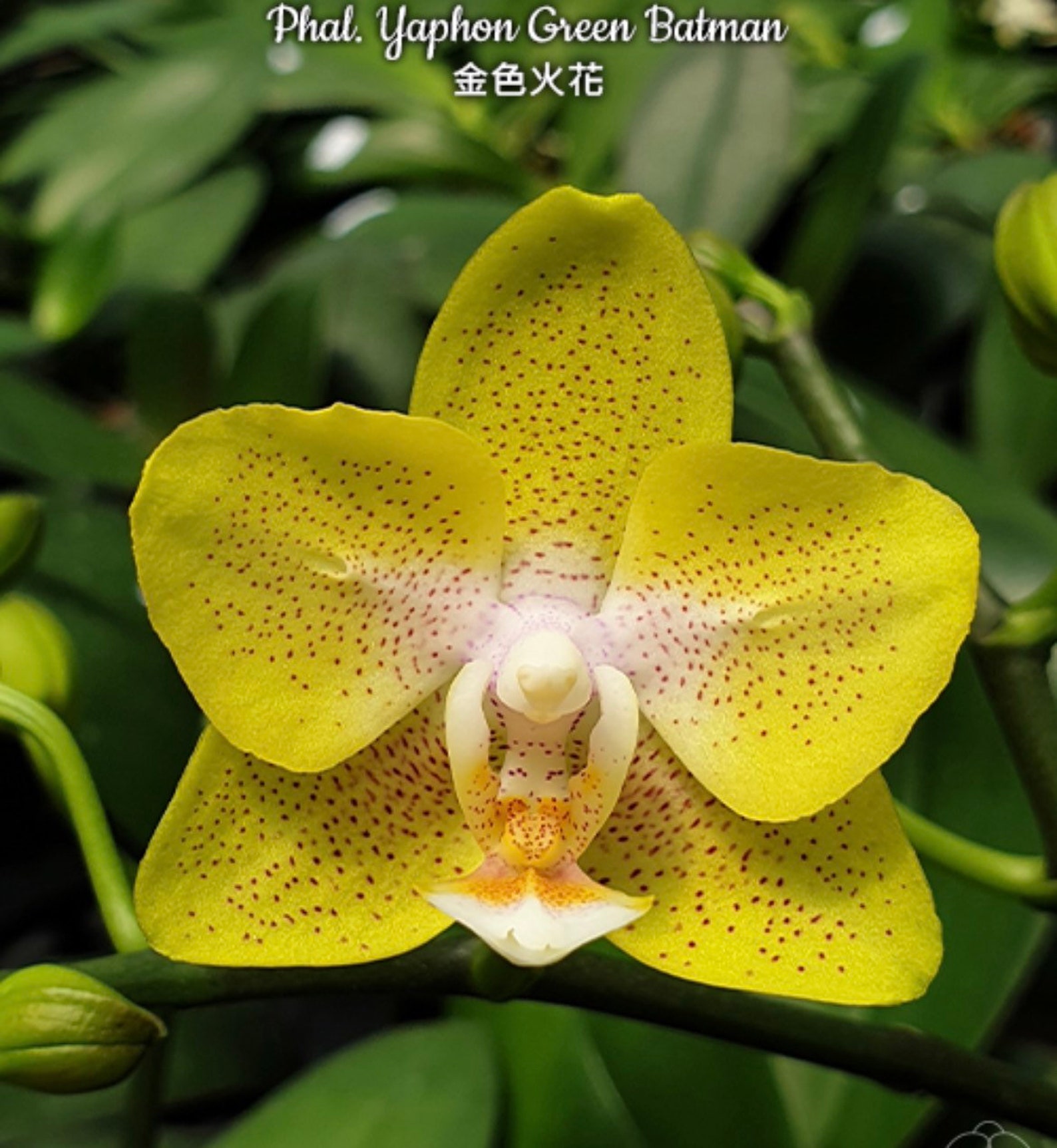 Phal. Yaphon Green Batman Blooming Size FREE Shipping - Etsy