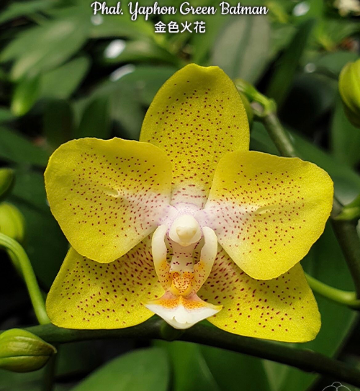 Phal. Yaphon Green Batman Blooming Size FREE Shipping - Etsy