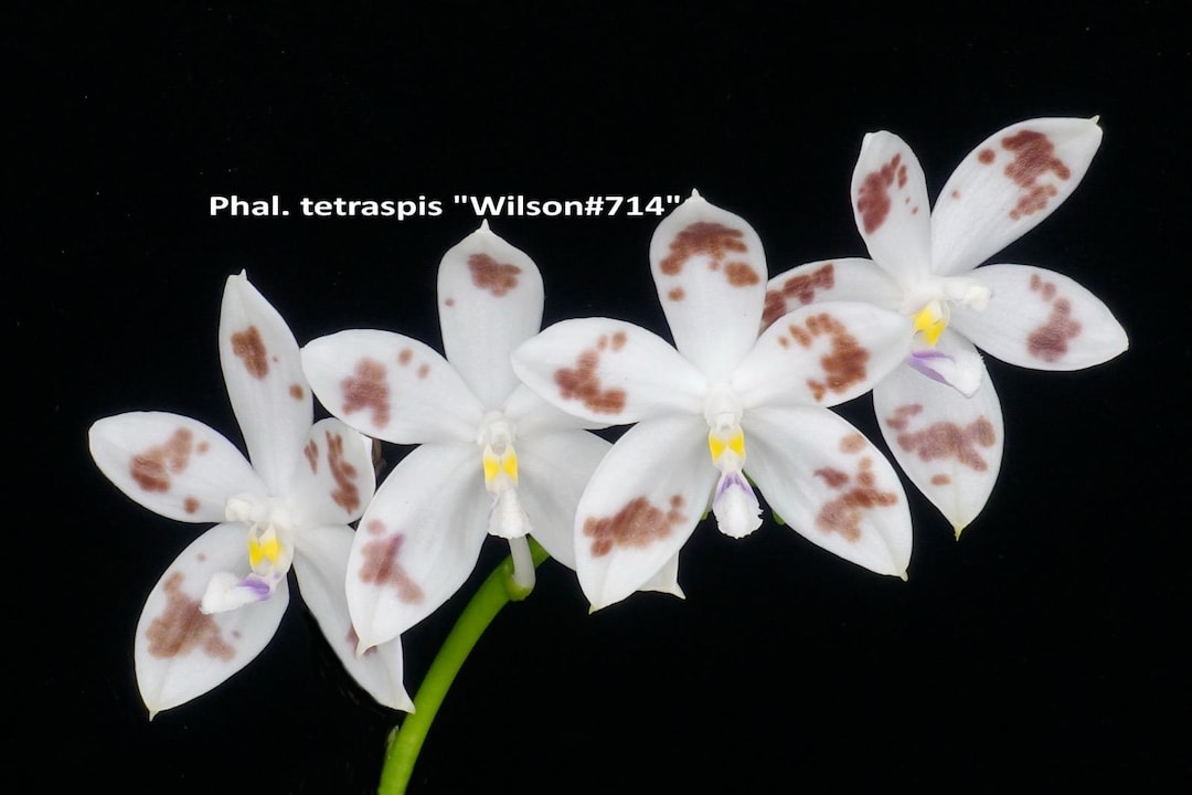 Phal. Tetraspis ‘wilson#714’, Blooming Size, FREE Shipping - Etsy