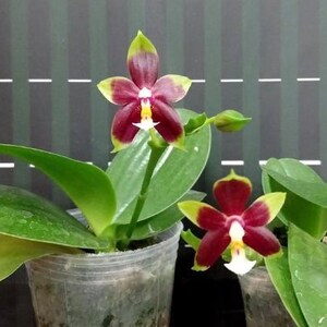 Phal. KS Happy Eagle Cornu-cervi '628', Blooming Size, Free Shipping - Etsy