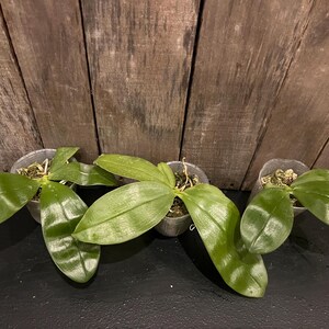 Phal. Bellina Pink ‘fire’ X Sib, Phal Species, Blooming Size, Fragrant ...