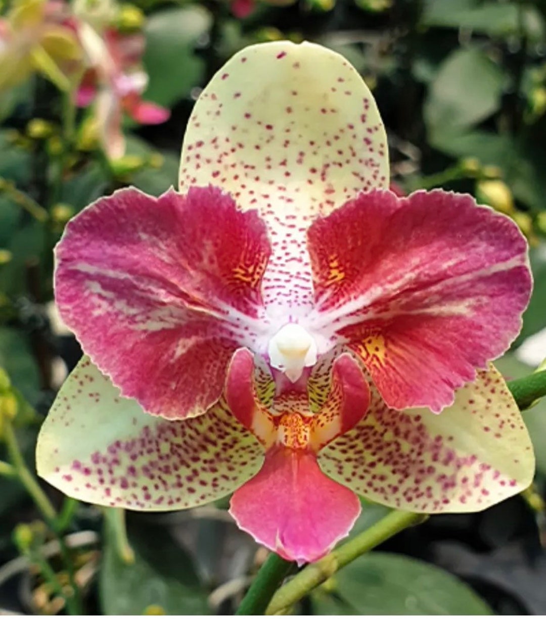 Phal. Chi Yueh Kaleidoscope, Peloric Flowers, Blooming Size, Free ...