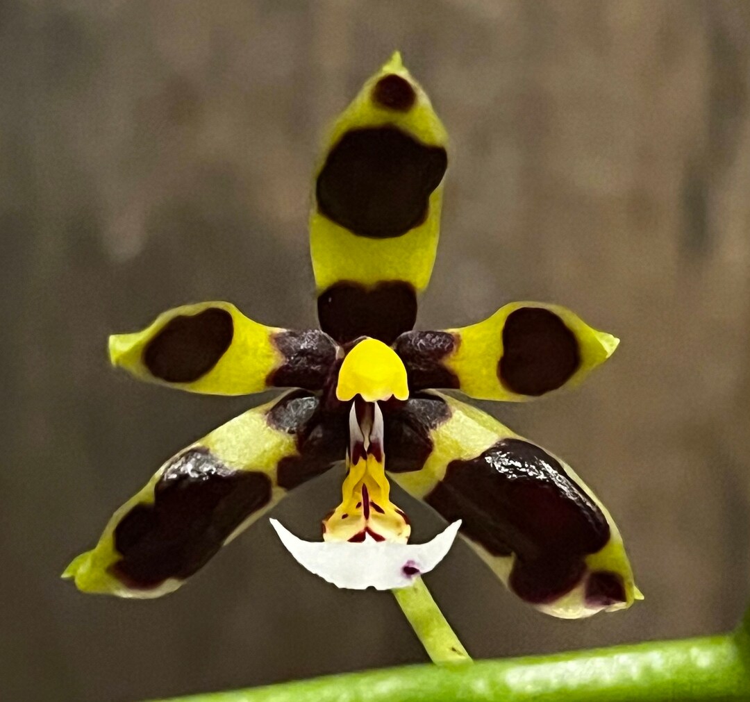 Phal. Mannii Var. Black × Sib, Blooming Size, FREE SHIPPING - Etsy