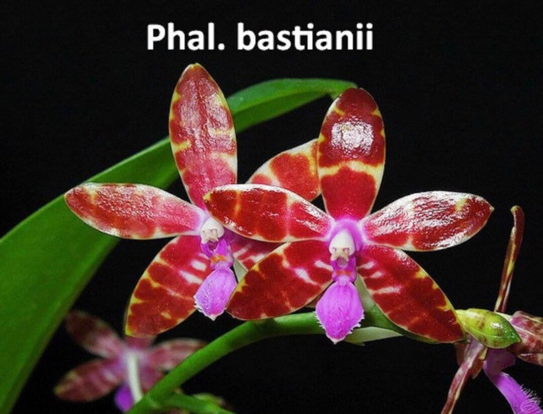 Phal. Bastianii × Sib, Phal Species, Blooming Size, FREE Shipping - Etsy