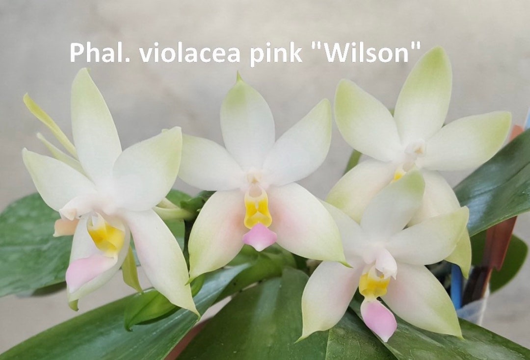 Phal. Violacea Var. Pink wilson, Phal Species, Fragrant, Blooming Size ...