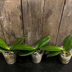 Phal. Champion Daruma, Blooming Size, FREE Shipping - Etsy