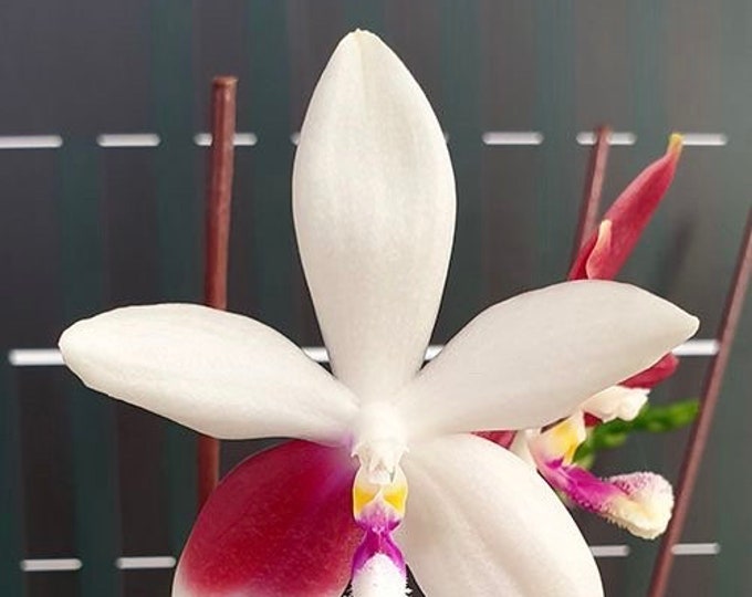 Phal. Speciosa 'big Red', Blooming Size, FREE Shipping - Etsy