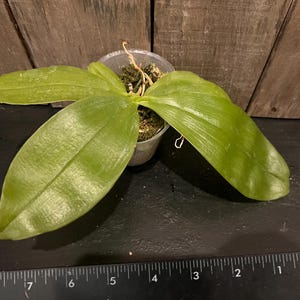 Phal. Bellina Pink ‘fire’ X Sib, Phal Species, Blooming Size, Fragrant ...