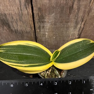 Phal. Amabilis (variegata), Phal Species, Blooming Size, FREE Shipping - Etsy