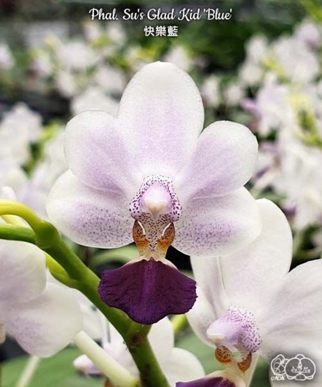 Phal. Su's Glad Kid 'blue', Blooming Size, FREE SHIPPING - Etsy