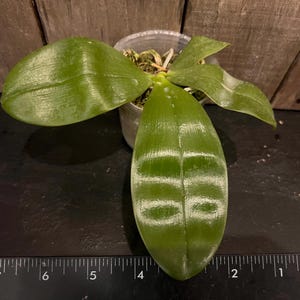 Phal. Bellina Pink ‘fire’ X Sib, Phal Species, Blooming Size, Fragrant ...