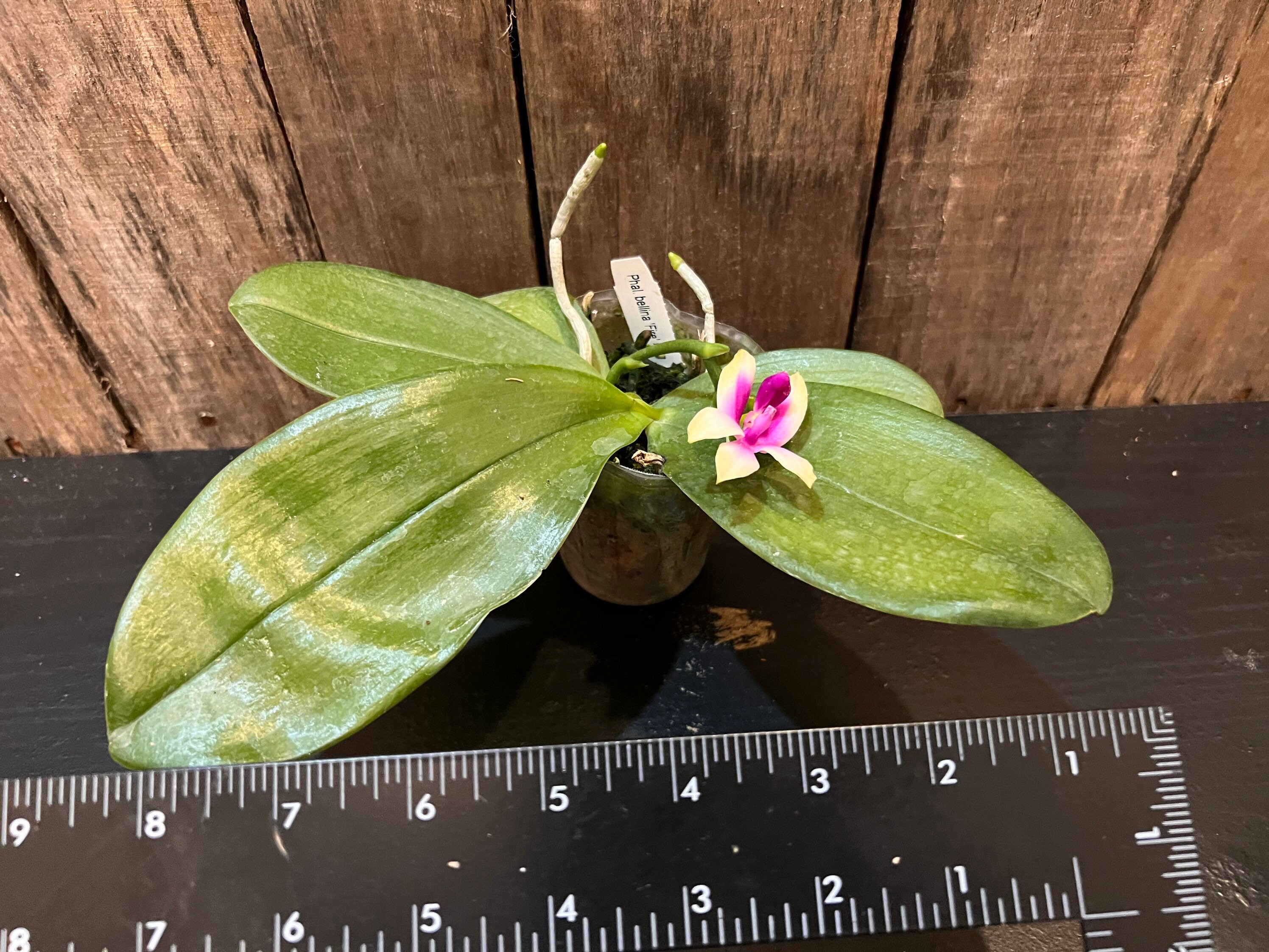 Phai. Bellina fire X Sib Phal Species in Bloom Fragrant - Etsy