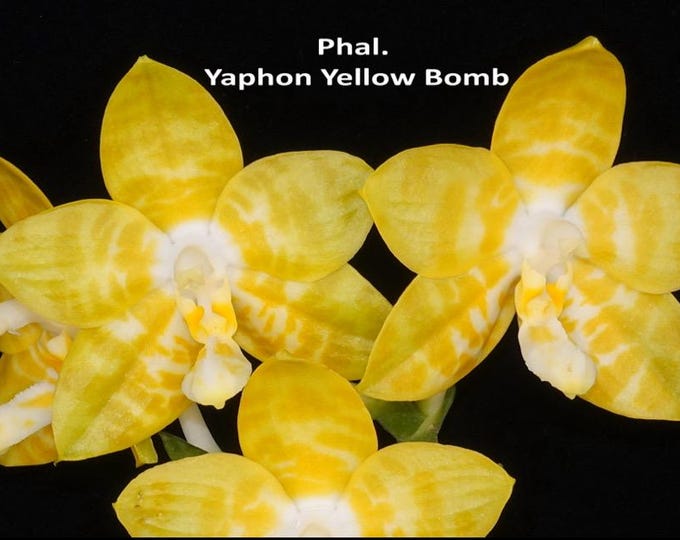 Phal. Yaphon Yellow Bomb “wilson”, Fragrant, Blooming Size, FREE ...
