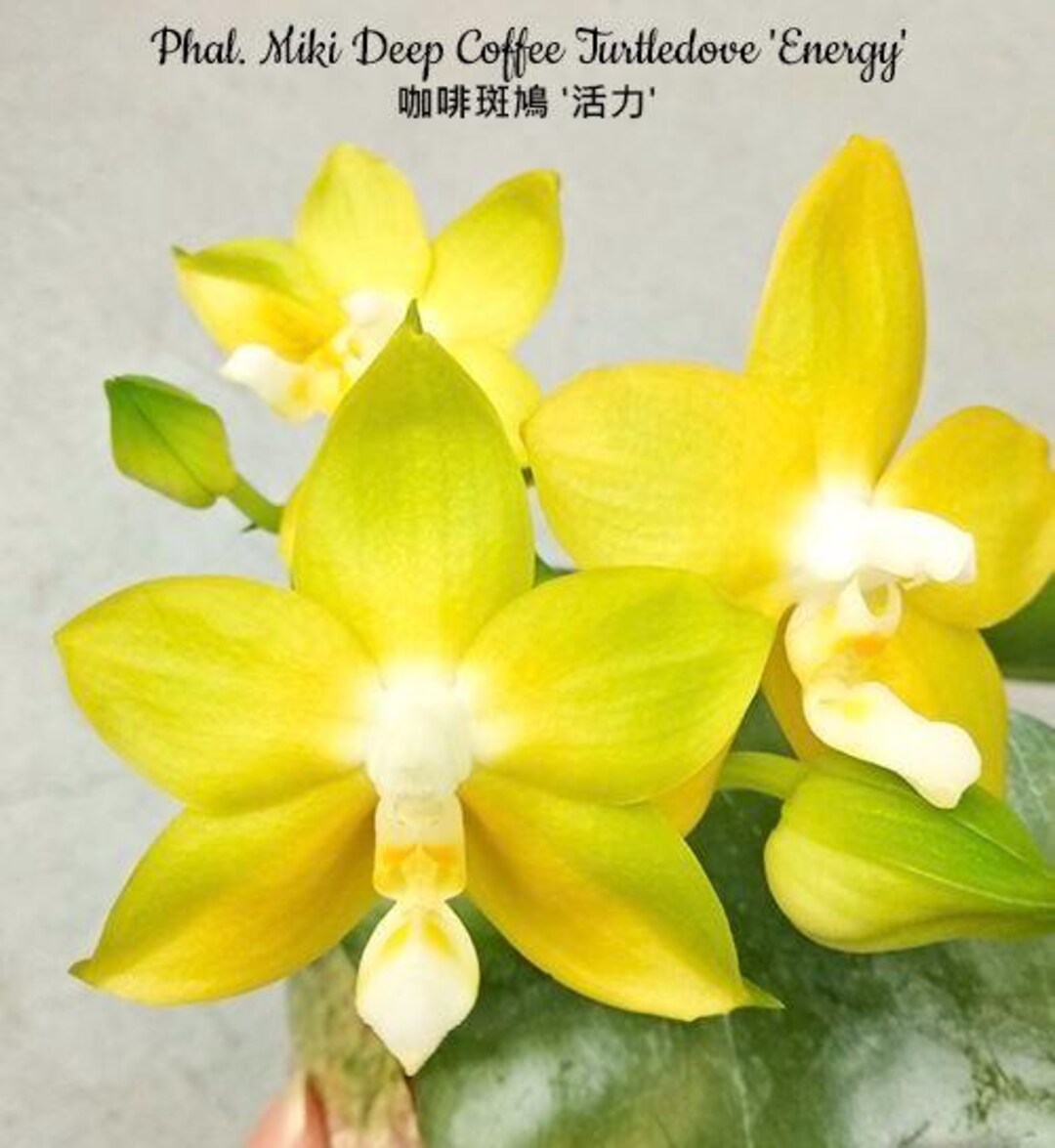 Phal. Miki Deep Coffee Turtledove 'energy', Fragrant, Blooming Size, FREE Shipping - Etsy