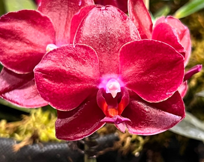Phalaenopsis Haur Jih Fancy ‘taida Red Jewel’, Spike Initiated ...