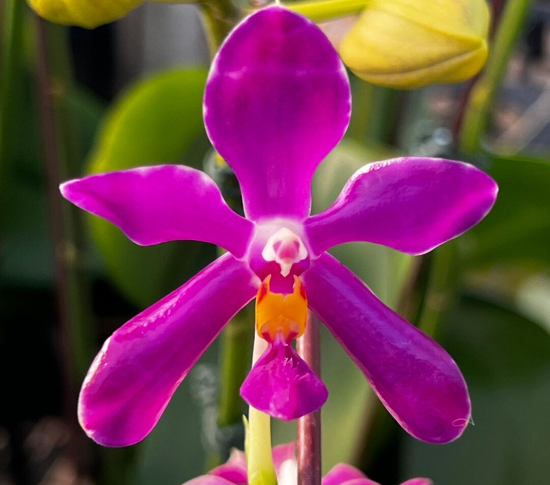 Phal. Pulchra Sib, Phal Species, Blooming Size, FREE Shipping - Etsy