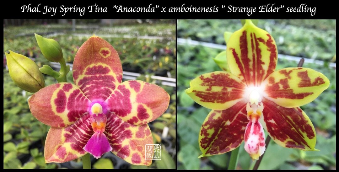 Phal. Phal. Joy Emperor Anaconda Seedling , FREE SHIPPING - Etsy