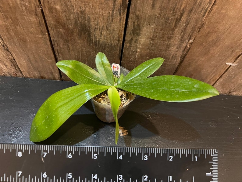 Phal. Speciosa miki Purple Phal Species Mericlone - Etsy