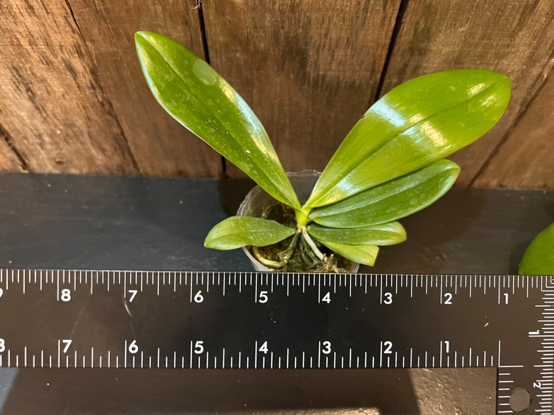 Phal. Speciosa miki Purple Phal Species Mericlone - Etsy