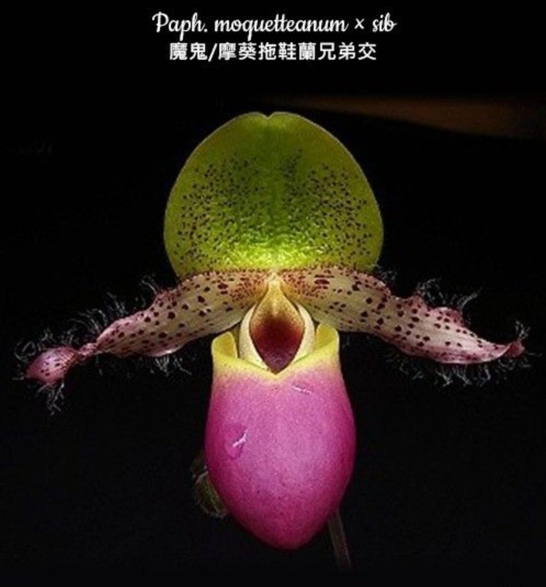 Paph. Moquetteanum Sib, in Spike, Multi-growths, FREE Shipping - Etsy