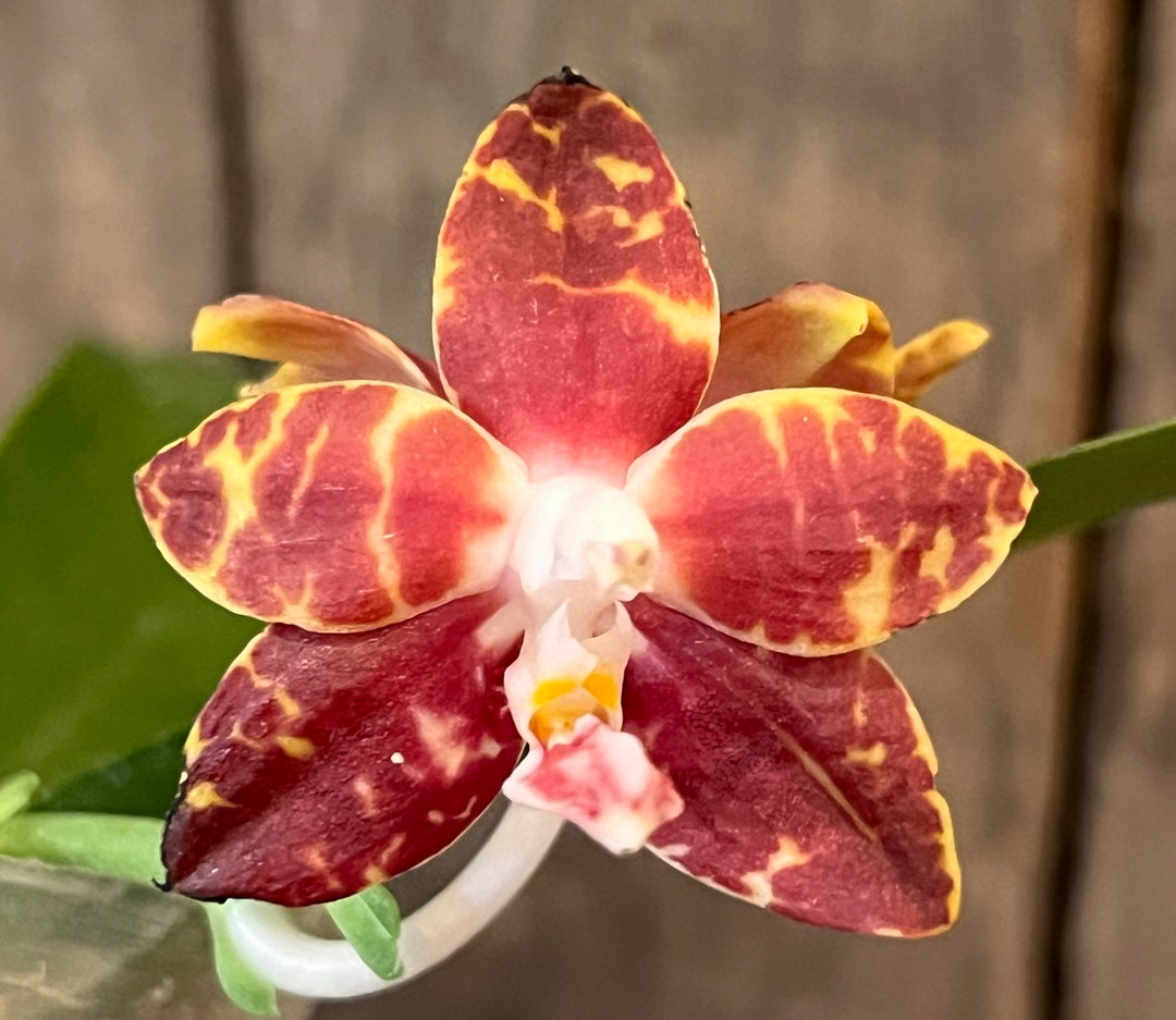Phal. Amboinensis wilson Phal Species Mericlone Blooming - Etsy