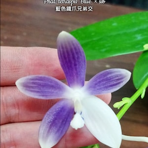 Phal. Tetraspis ‘blue’ X Sib, Phal Species, Blooming Size, FREE ...