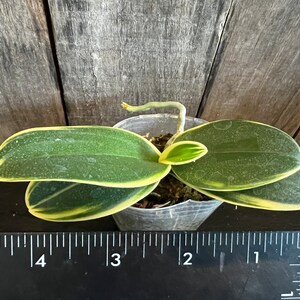 Phal. Sogo Vivien 'SOGO F858' variegata & Peloric, Blooming Size, FREE Shipping - Etsy