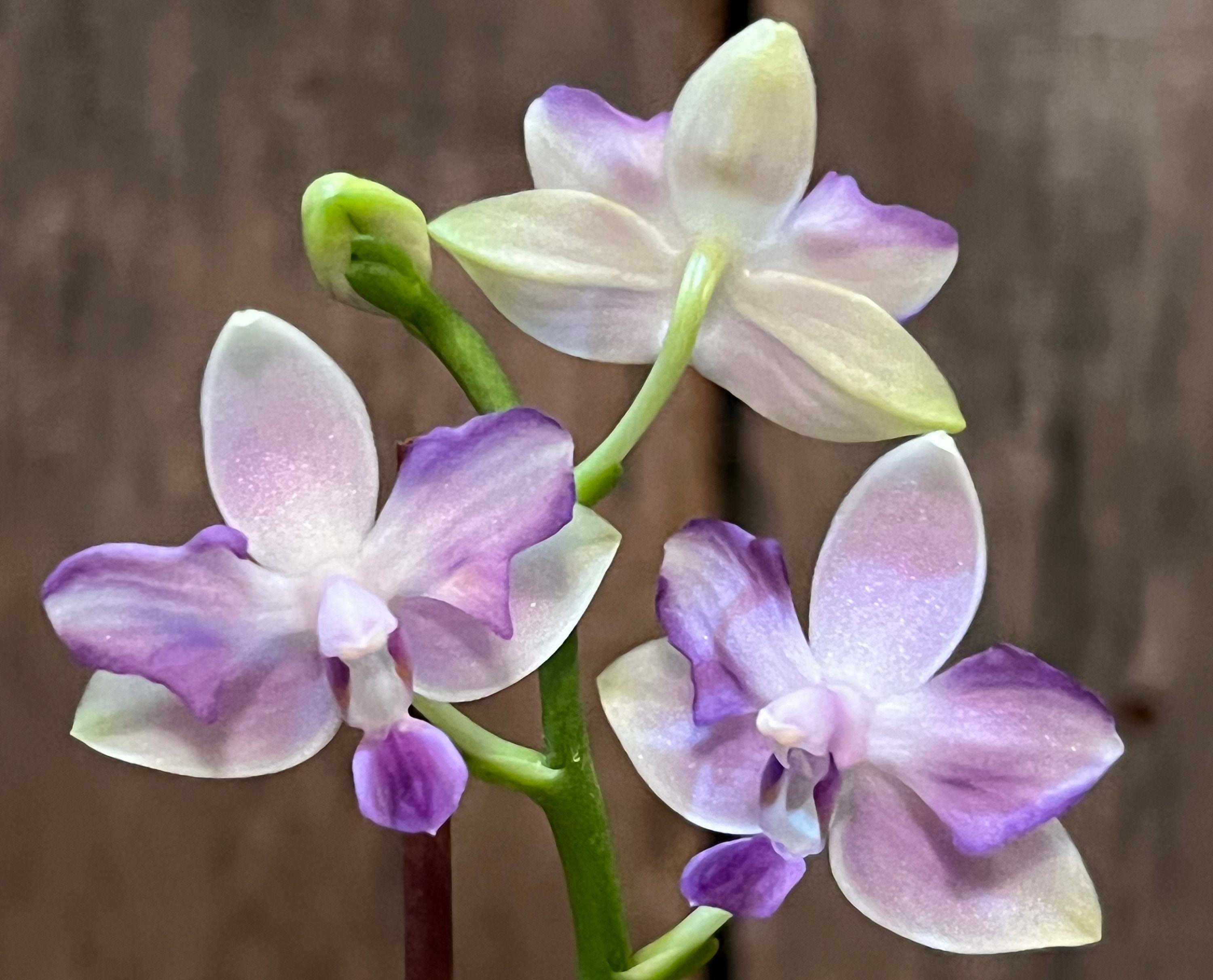 Phal. Tzu Chiang Sapphire 202 One Flower Spike Perloric - Etsy Canada