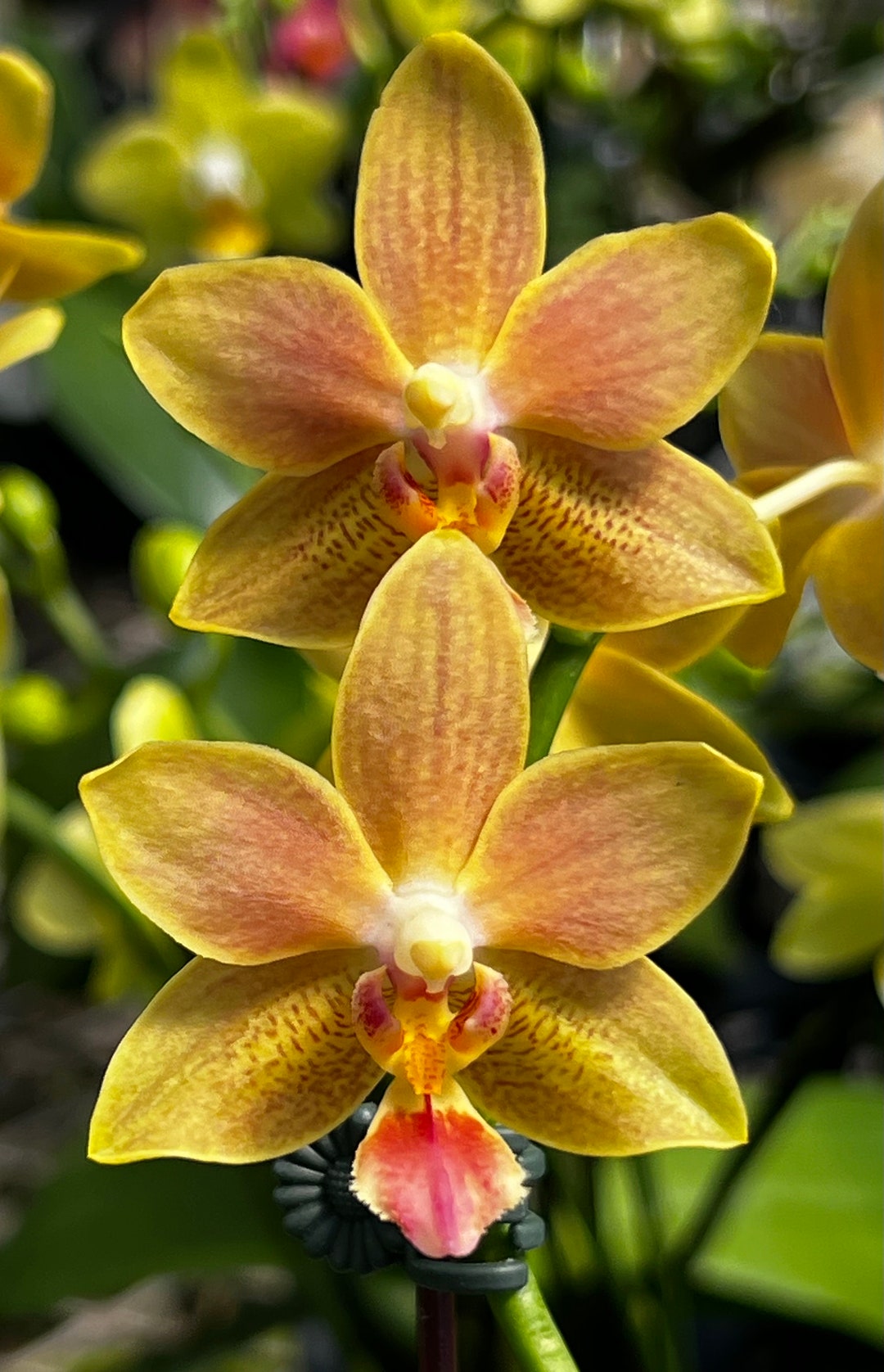 Phal. Sogo Perfume "a8339", Fragrant, Double Spikes, FREE Shipping - Etsy