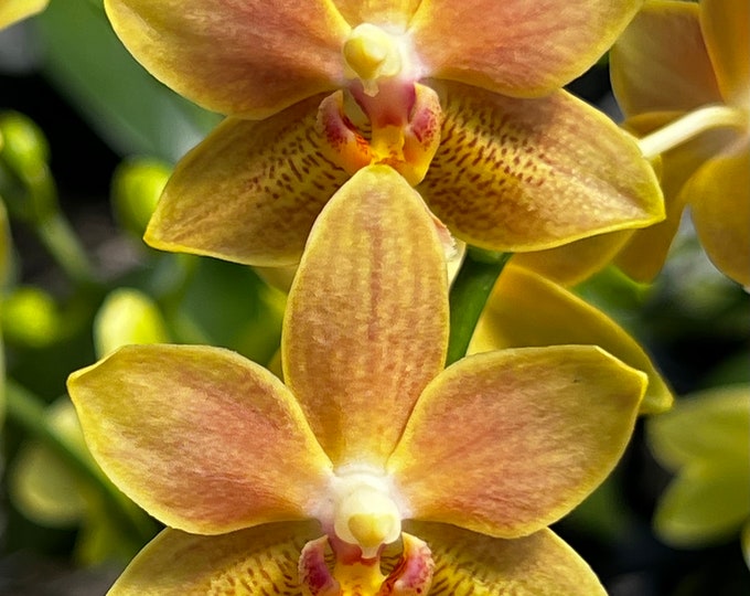 Phal. Sogo Perfume "a8339", Fragrant, Double Spikes, FREE Shipping - Etsy