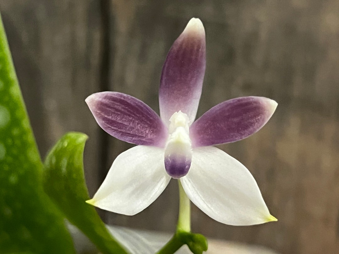 Phal. Tetraspis ‘blue’ X Sib, Phal Species, Blooming Size, FREE ...