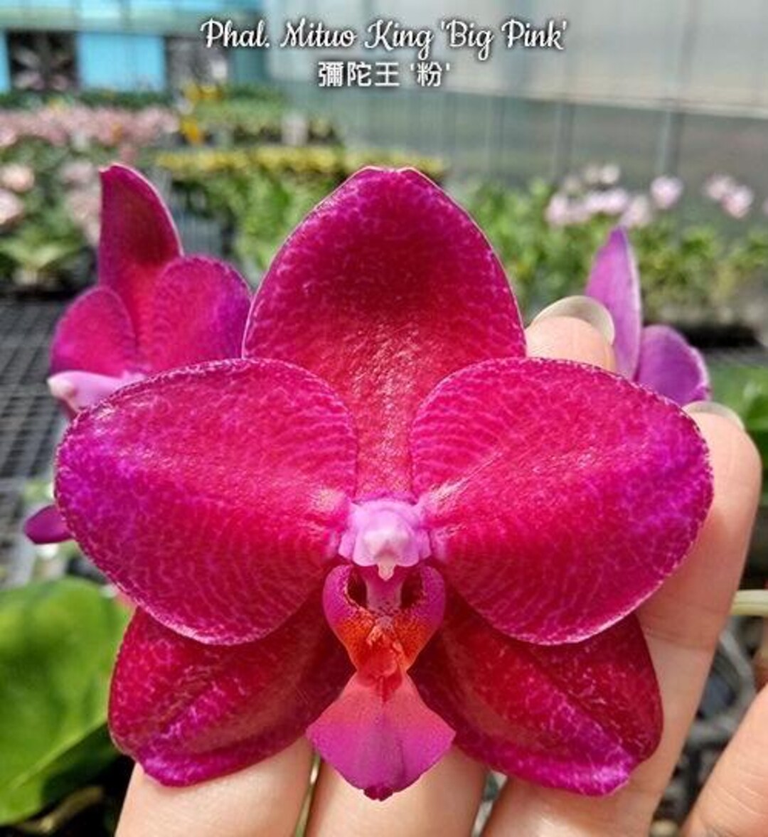 Phal. Mituo King 'big Pink', Mericlone, Blooming Size, FREE Shipping - Etsy
