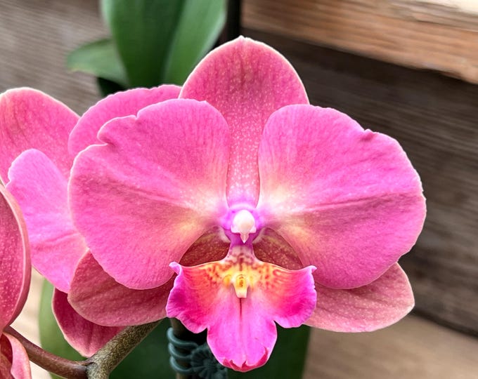 Phal. Gan Lin ‘taipei’, in Spike, FREE Shipping - Etsy