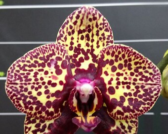 Phal. Yaphon Cupid, Blooming Size, Fragrant Flowers, Mericlone, FREE Shipping - Etsy