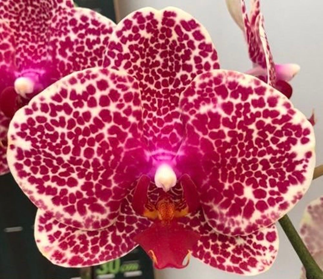 Phal. Ox Red Sesame OX1699, Spike Initiated, LARGE Plant, FREE Shipping ...