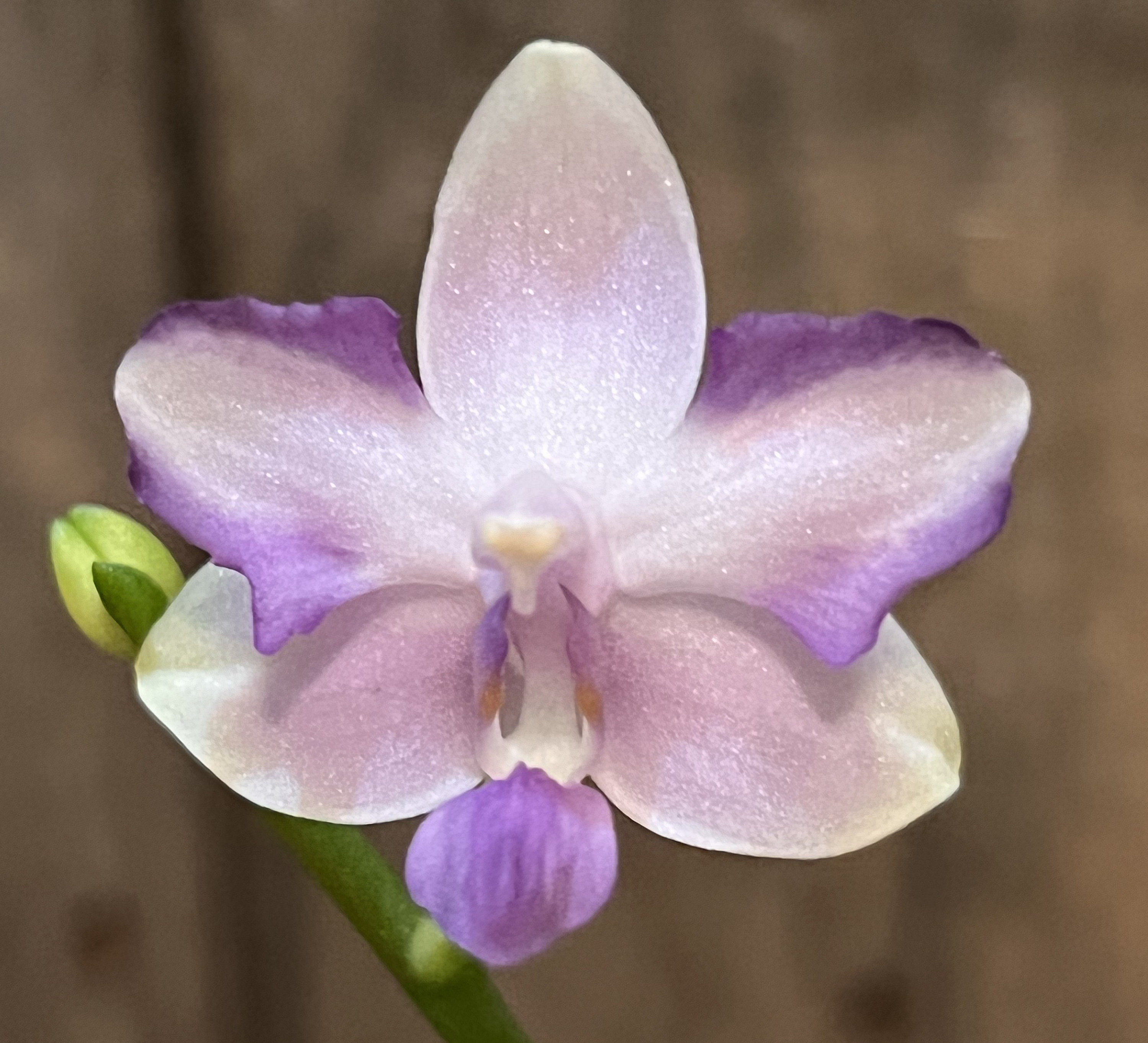 Phal. Tzu Chiang Sapphire 202 Blooming Size Perloric - Etsy