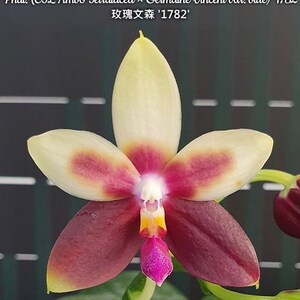 Phal. CTL Ambo Tetralacea Germaine Vincent Var. Blue '1782', Blooming ...
