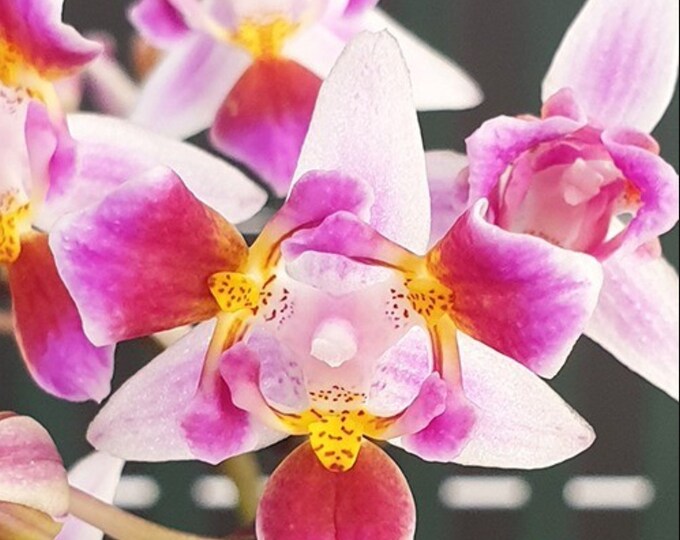 Phal. Equestris “996”, Phal Species, Mericlone, Blooming Size, Perloric ...