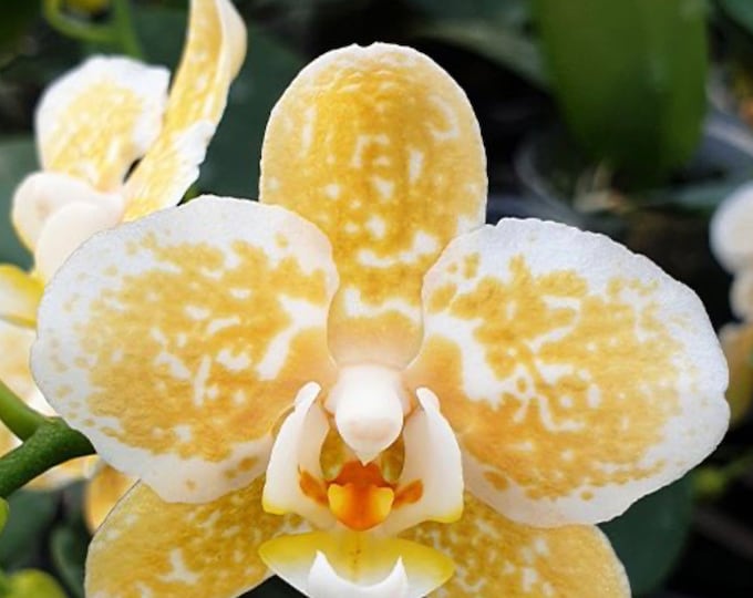 Phal. Yaphon Golden Leopard 'AN6609', Blooming Size, FREE SHIPPING - Etsy