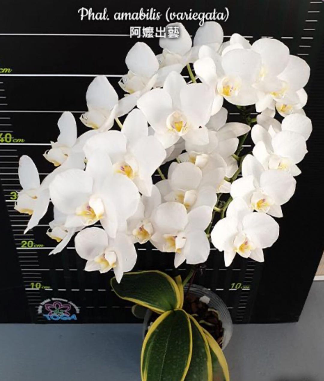 Phal. Amabilis (variegata), Phal Species, Blooming Size, FREE Shipping ...