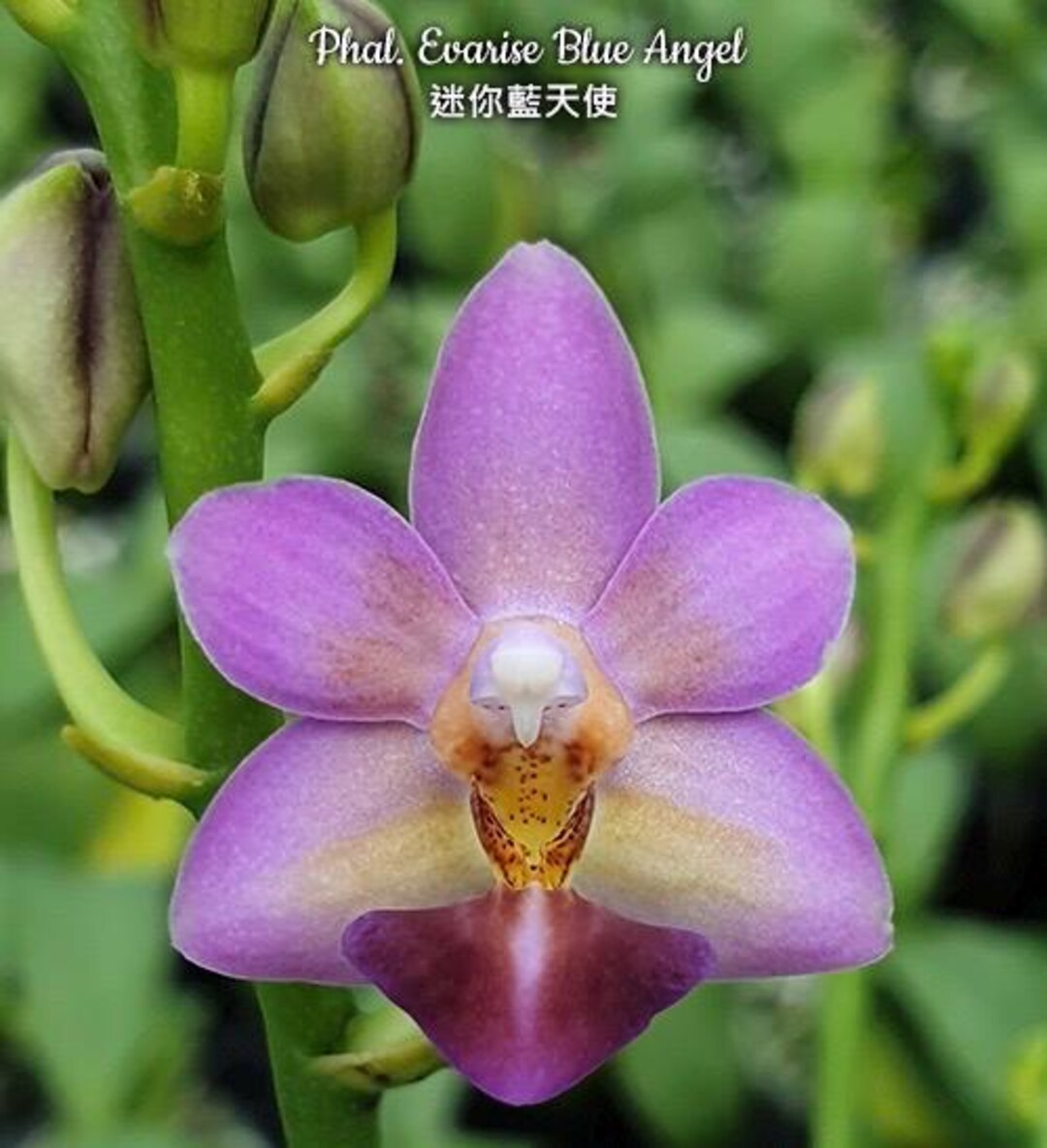Phal. Evarise Blue Angel, Blooming Size, FREE Shipping - Etsy