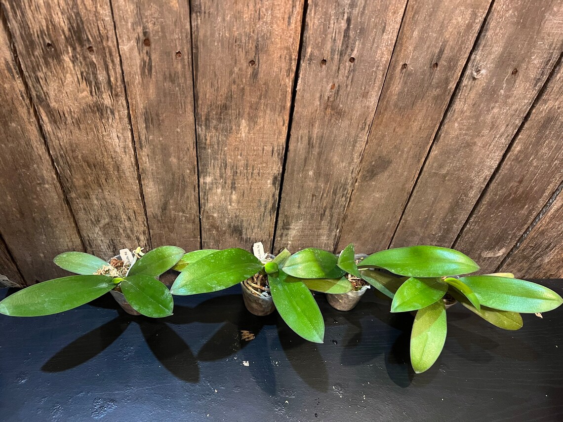 Phal. Yaphon Green Batman Blooming Size FREE Shipping - Etsy