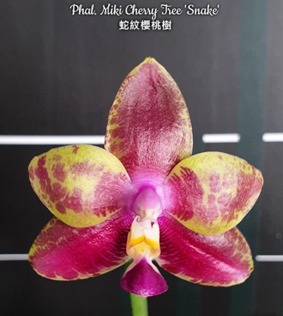 Phal. Miki Cherry Tree 'snake', Blooming Size, FREE Shipping - Etsy