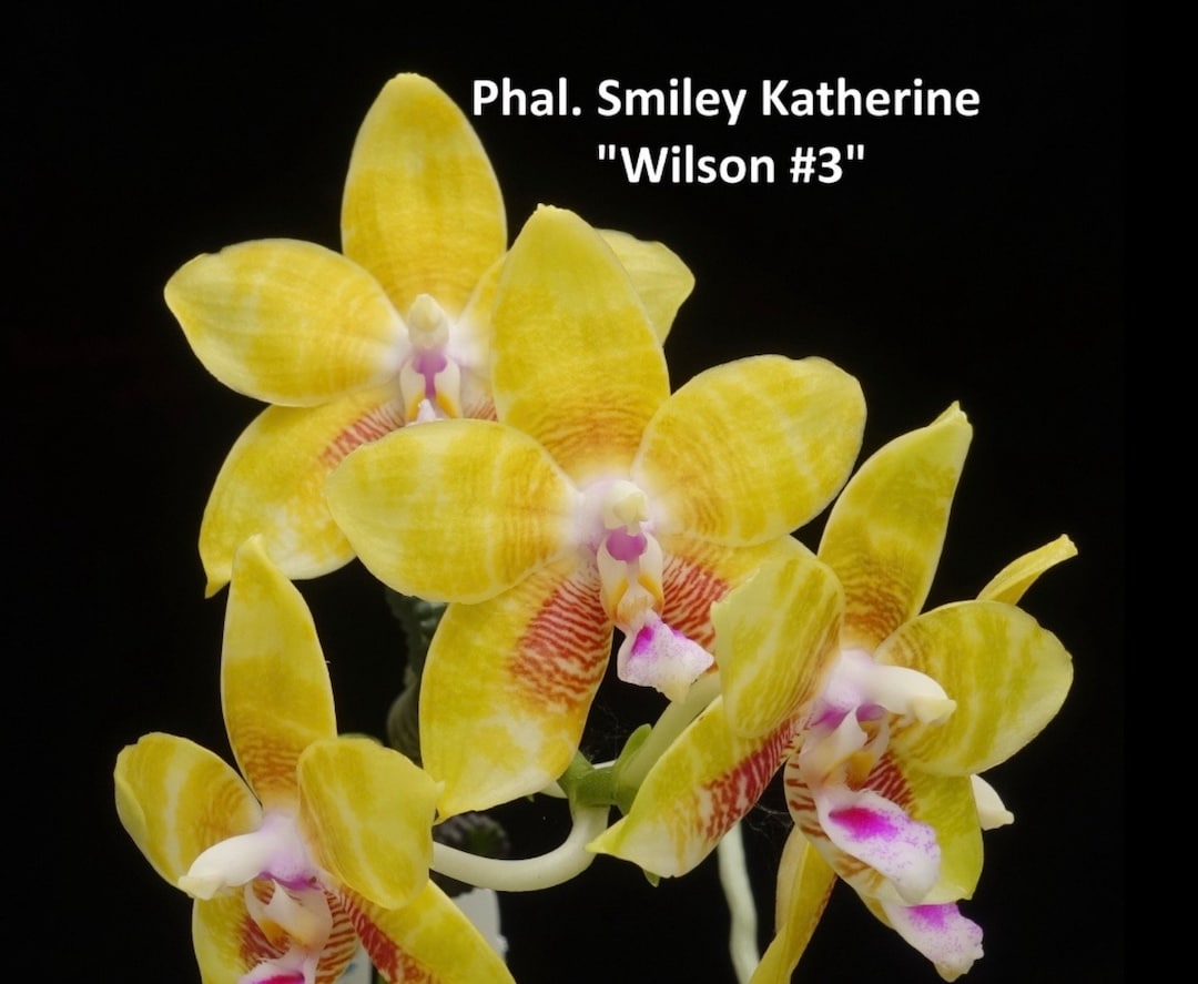 Phal. Smiley Katherine wilson 3 Blooming Size Mericlone - Etsy