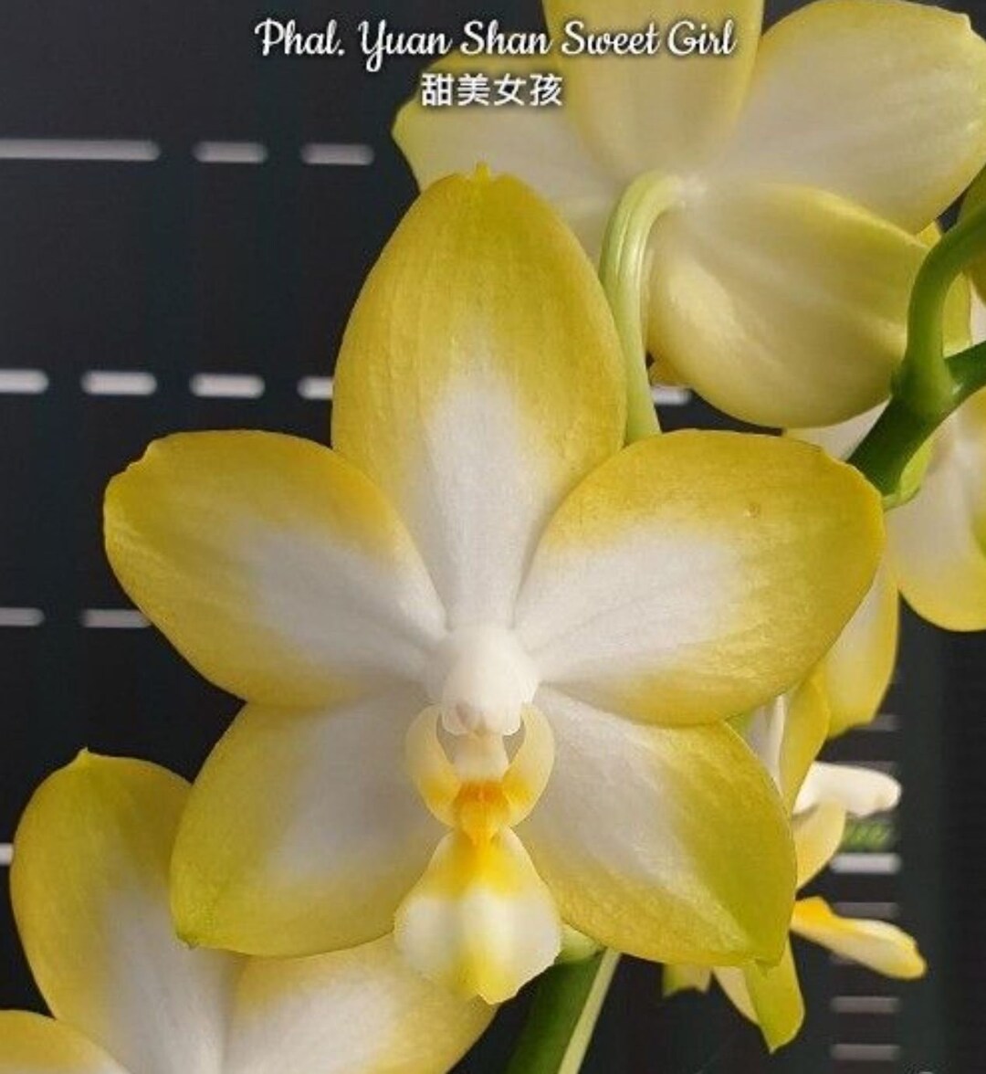 Phal. Yuan Shan Sweet Girl, Blooming Size, FREE Shipping - Etsy